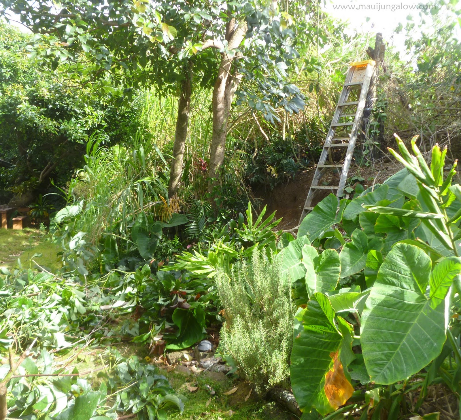 Maui Jungalow: Landscraping and Green Passion Fruit