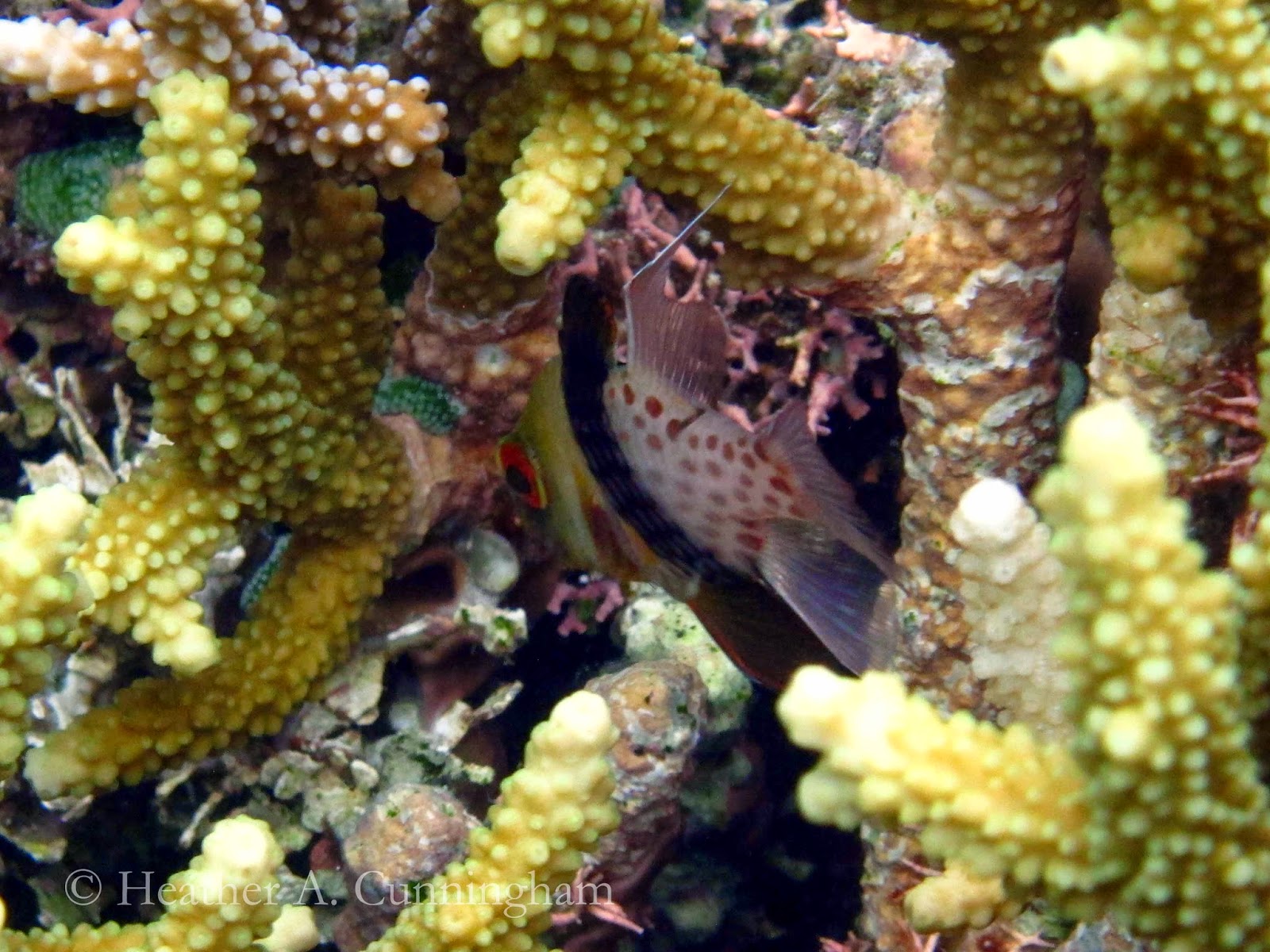 Cardinal Pajama Fish