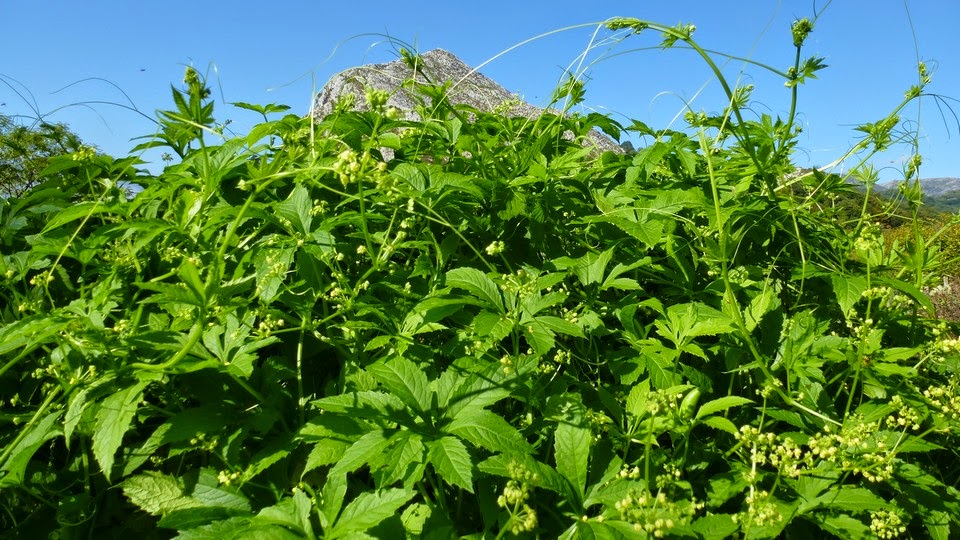 Hotel Posada del Valle: Caiguas grow in Asturias and they taste lovely.