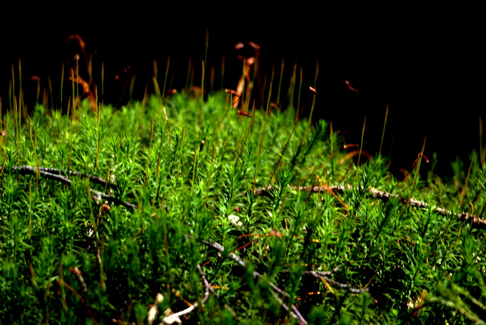 Bilder i hytt og pine!: Det spirer og gror.