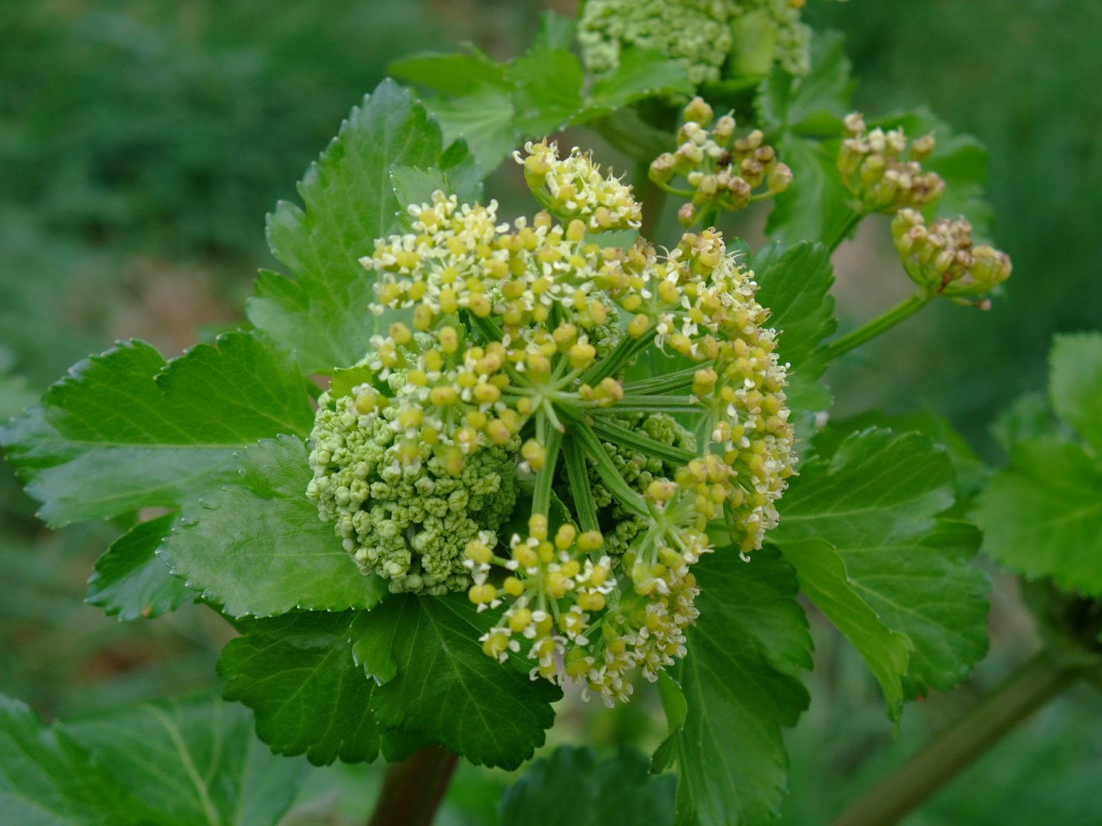 HERBAL PICNIC: ALEXANDERS