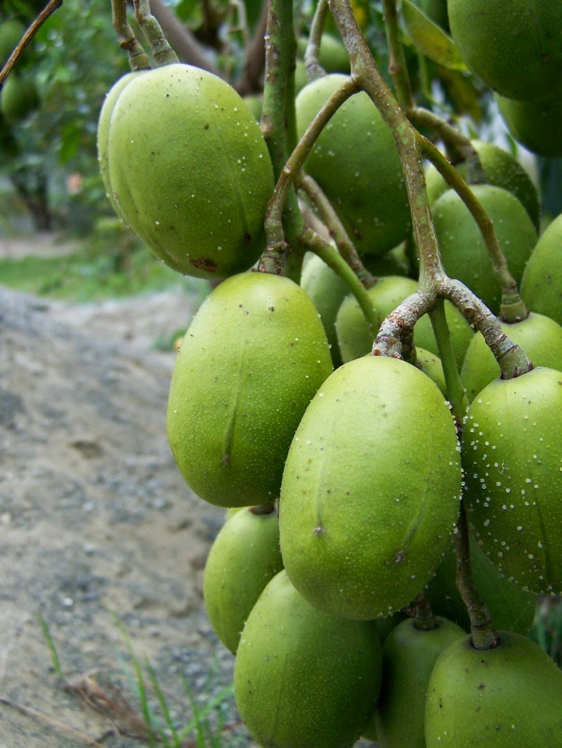 Manfaat buah Kedondong - Tanaman Buah Indonesia