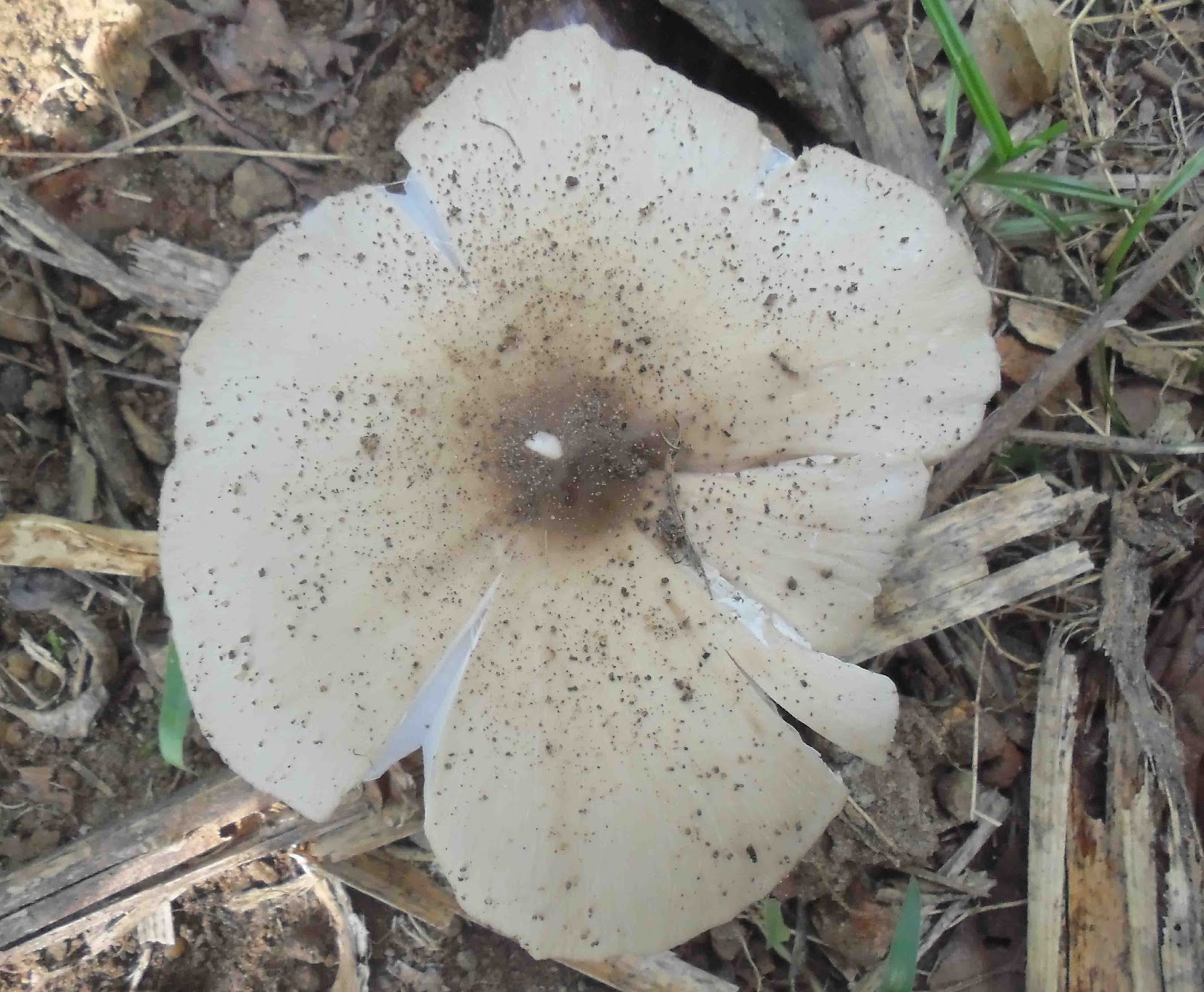 Mushrooms - Bimmal - Hathu - බිම්මල් - හතු