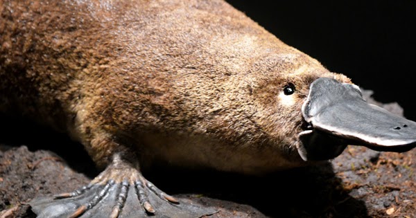 wanderlust ATLANTA: Platypus