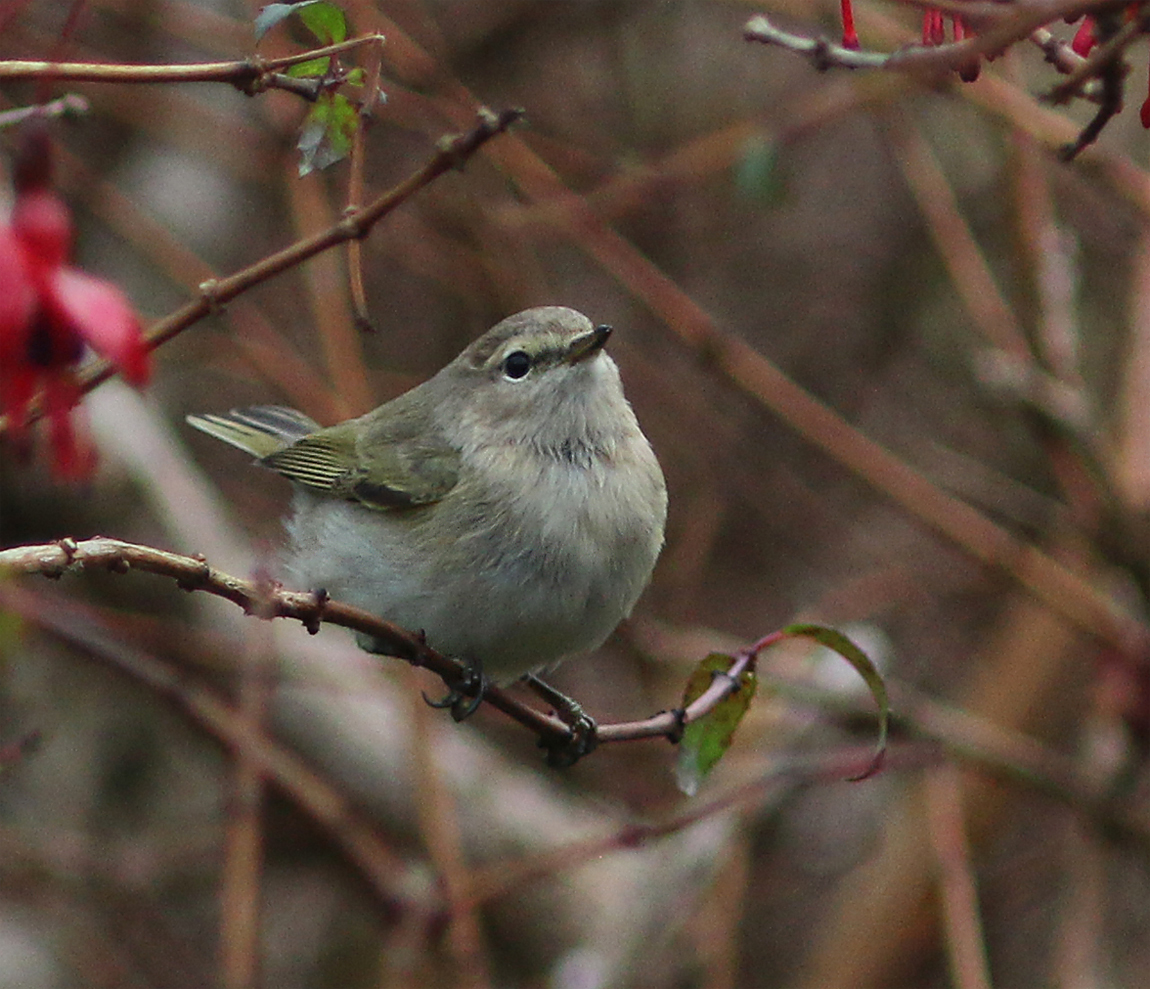 Kerry Birding: Siberian Chiffchaff at Bolus Head