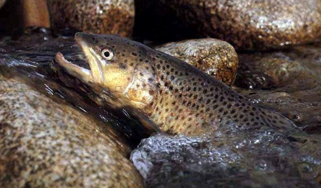 Luis Ernesto Reynoso Mego: EXPORTACIÓN PERUANA DE TRUCHA