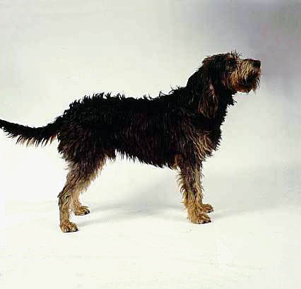 Perros Raza: Griffón Nivernais