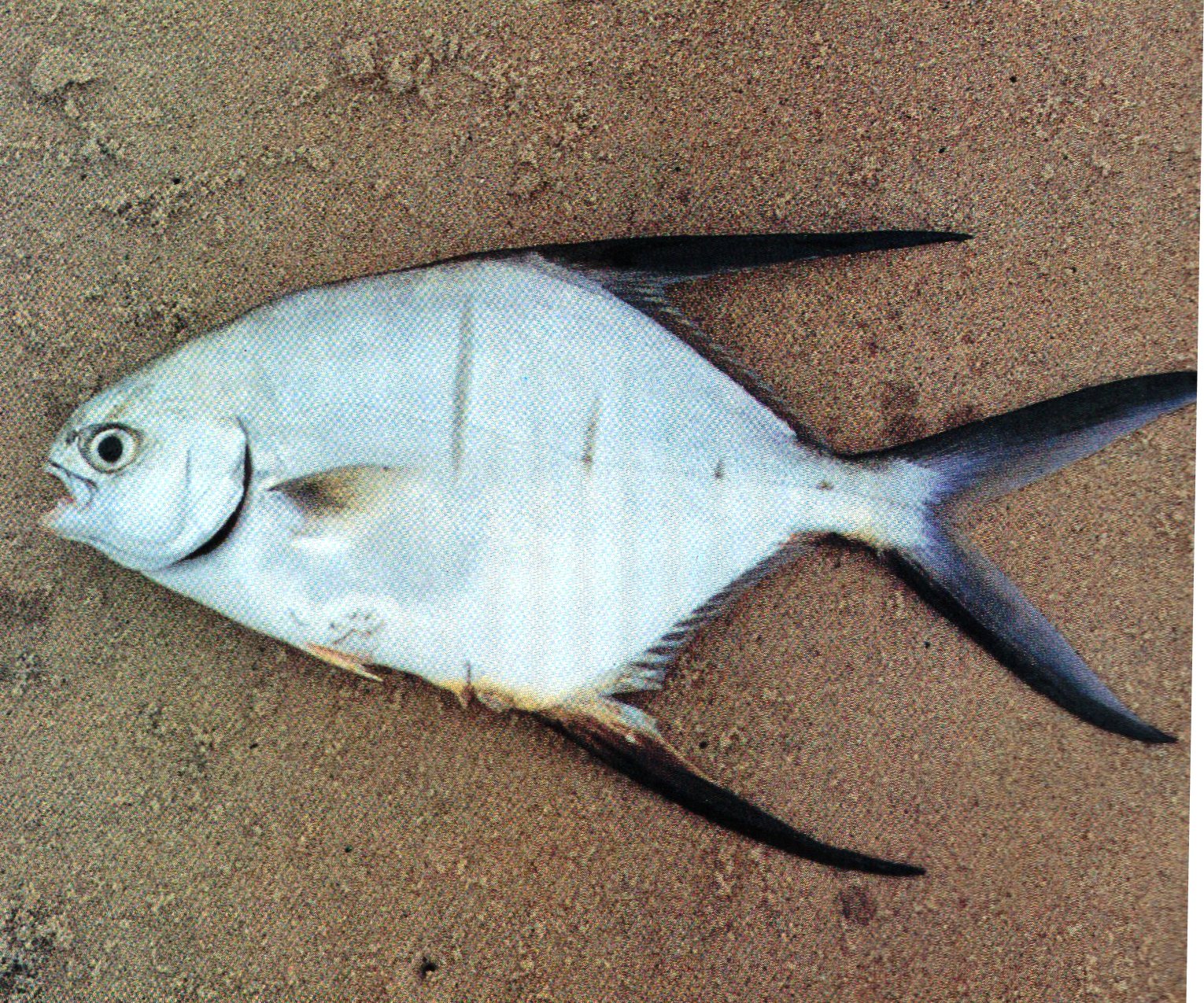 Revista Aruanã Lazer e Esporte no Meio Ambiente: DICA: É ÉPOCA DE PAMPO