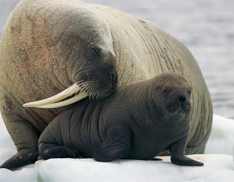 Animals of the world: Walrus