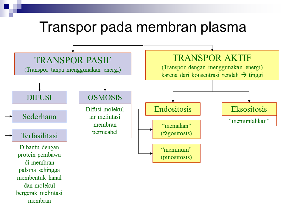 Slide Powerpoint "TRANSPOR MELALUI MEMBRAN"