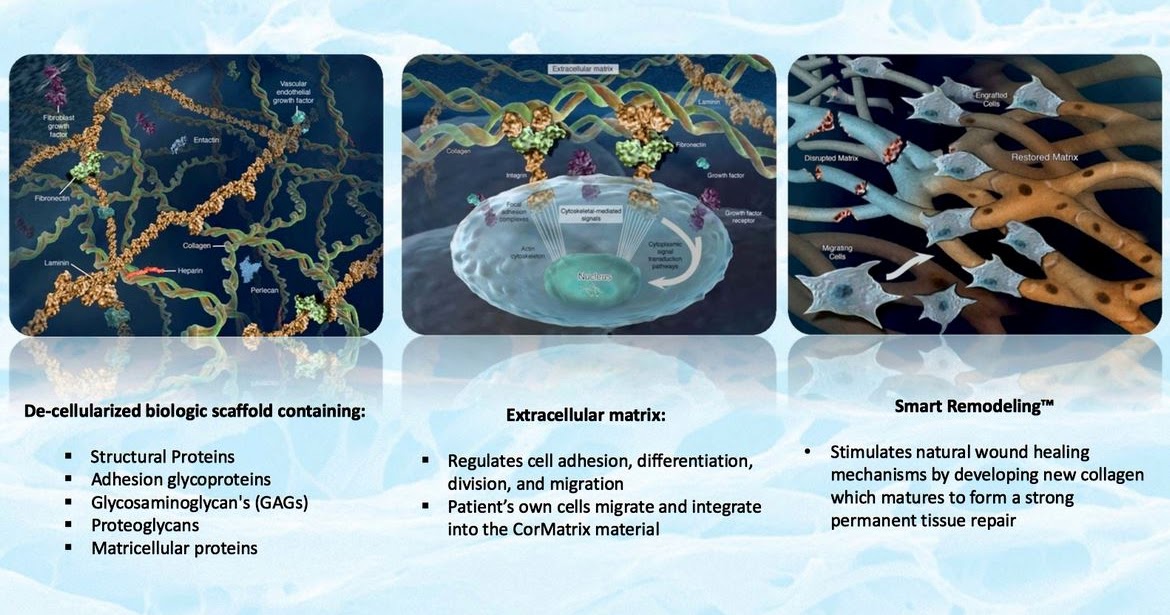 Global Medtech: CorMatrix scaffold for cell migration and intergration ...