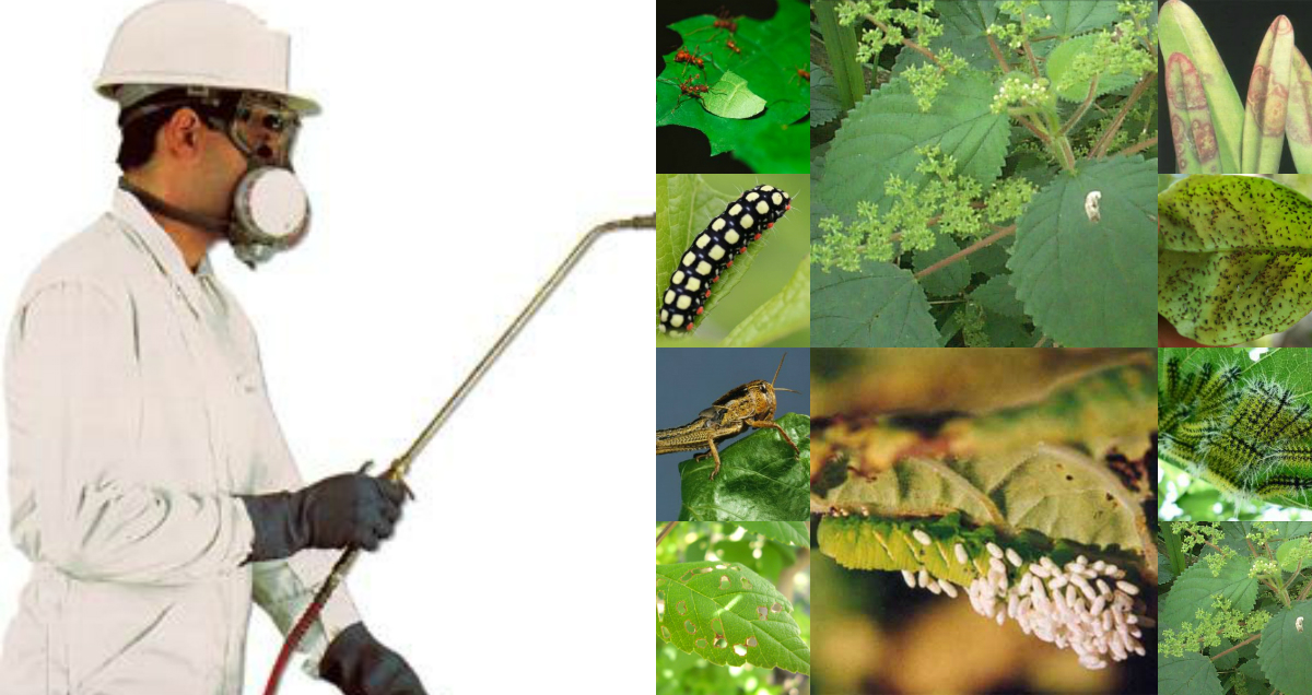 Ecologia Rural: Las Plagas