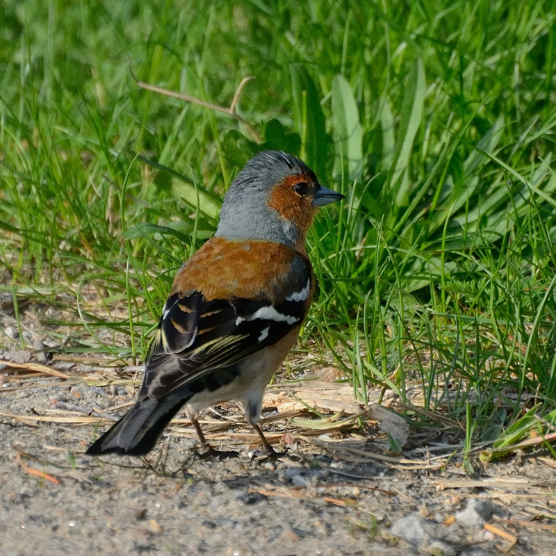 Knuts fugleblogg: Bokfink (Fringilla coelebs)
