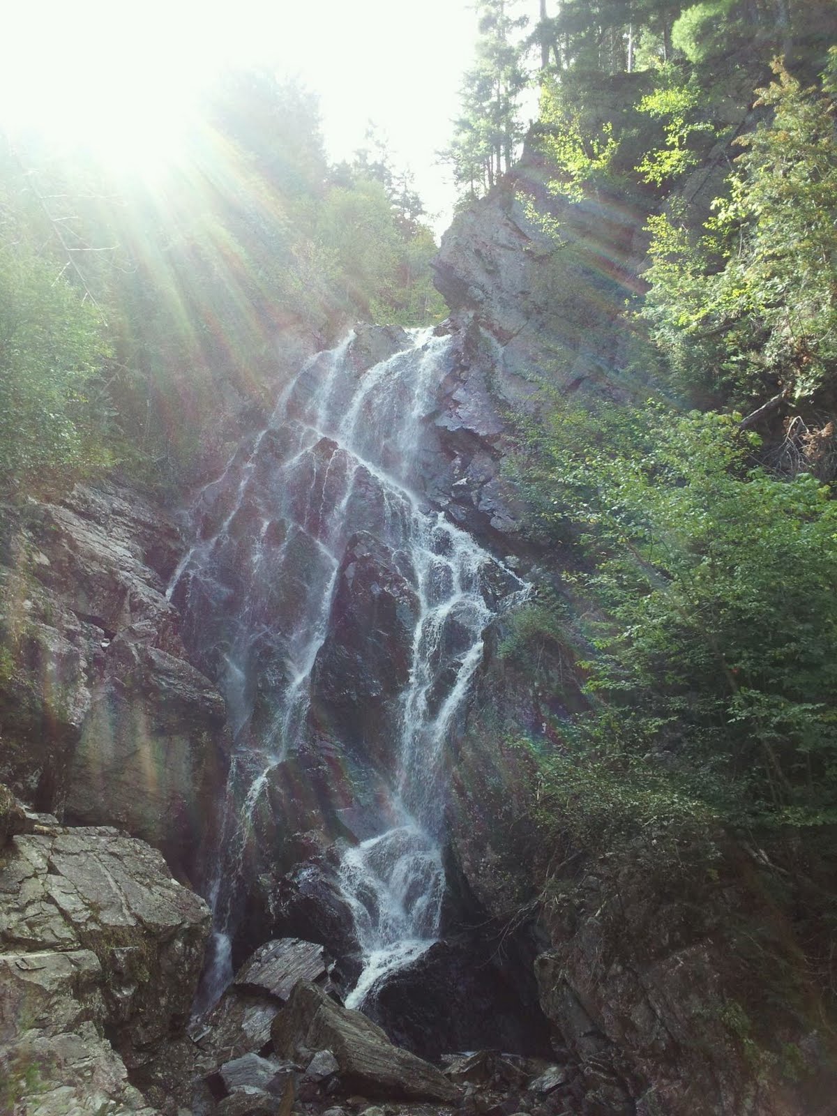 A Priest Life ((((,,)))): Angel Falls, Maine: "like a tree that is ...