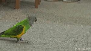 Parrot is playing dead .. lol