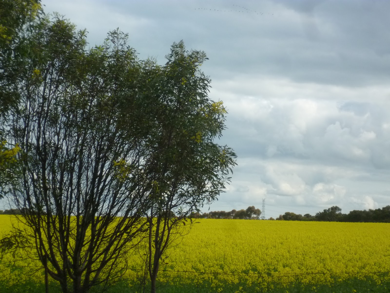 Peace Pole Peace: PEACE POLES in Teesdale, Victoria