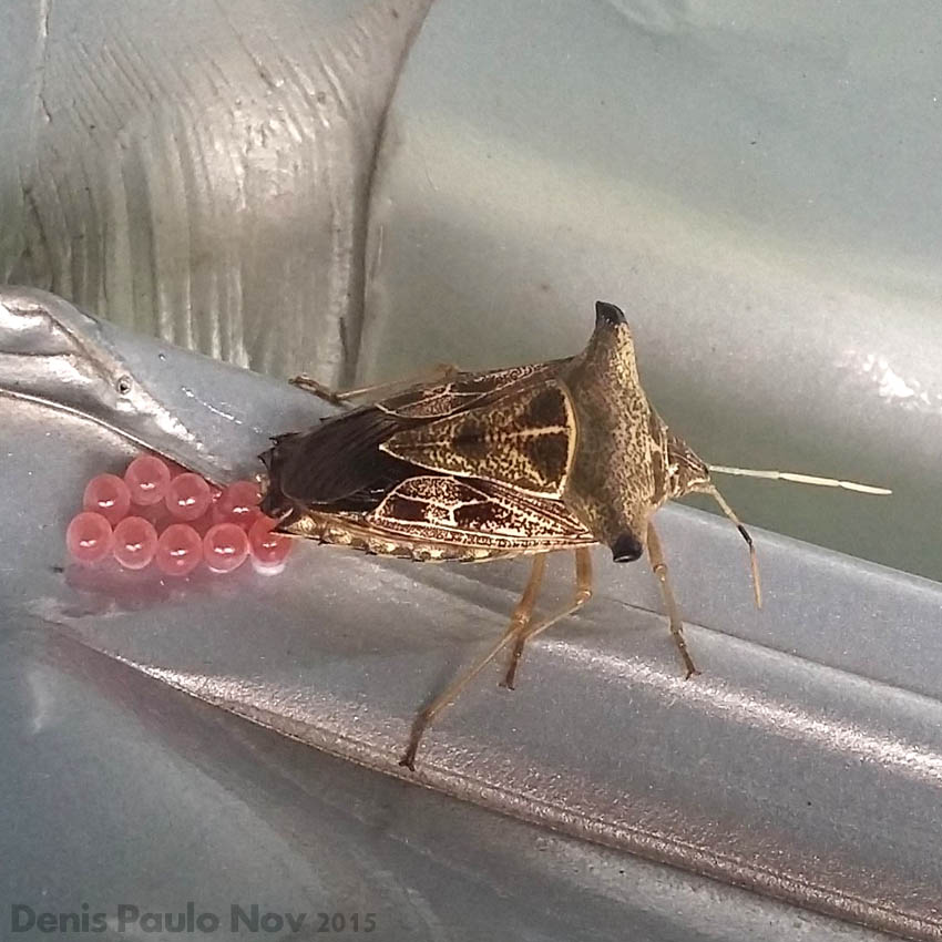 Ovo De Maria Fedida - BRAINCP