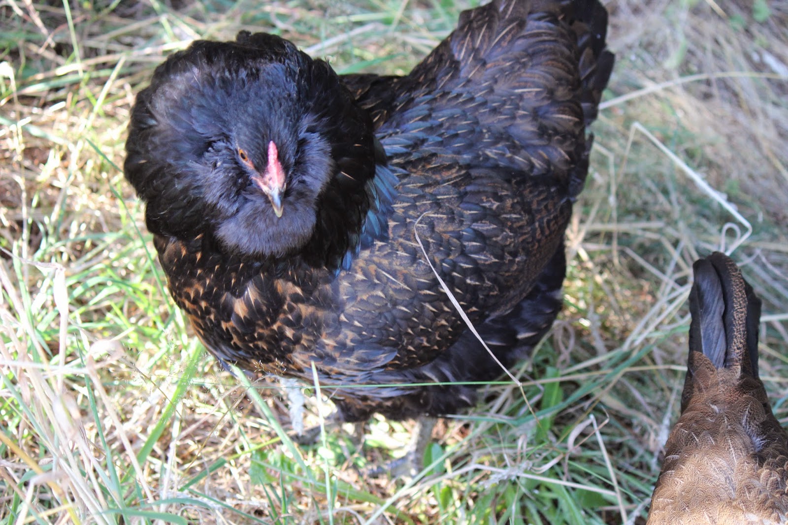 Raising Chickens: Spider's Progress