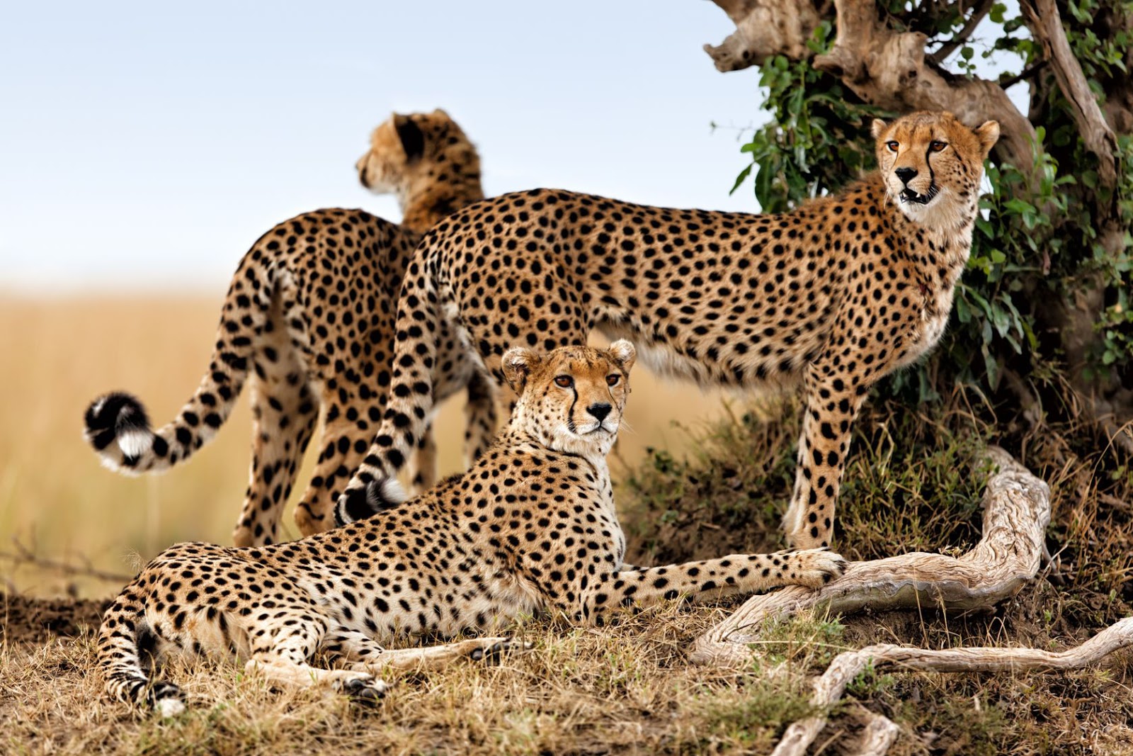 BANCO DE IMÁGENES GRATIS: Familia de Guepardos - Cheetah - Acinonyx