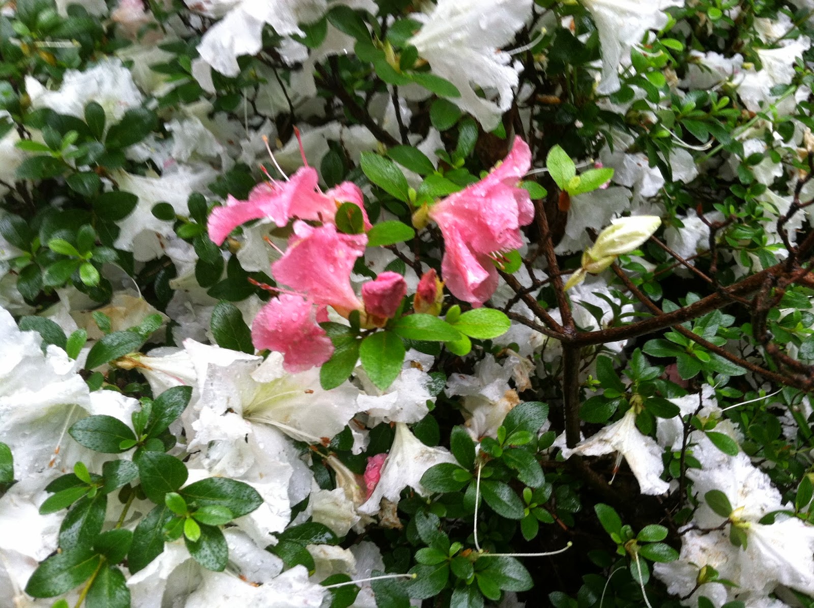 From Bluebirds to Turtles: Gumpo Azaleas, Azalea Caterpillars, and the ...