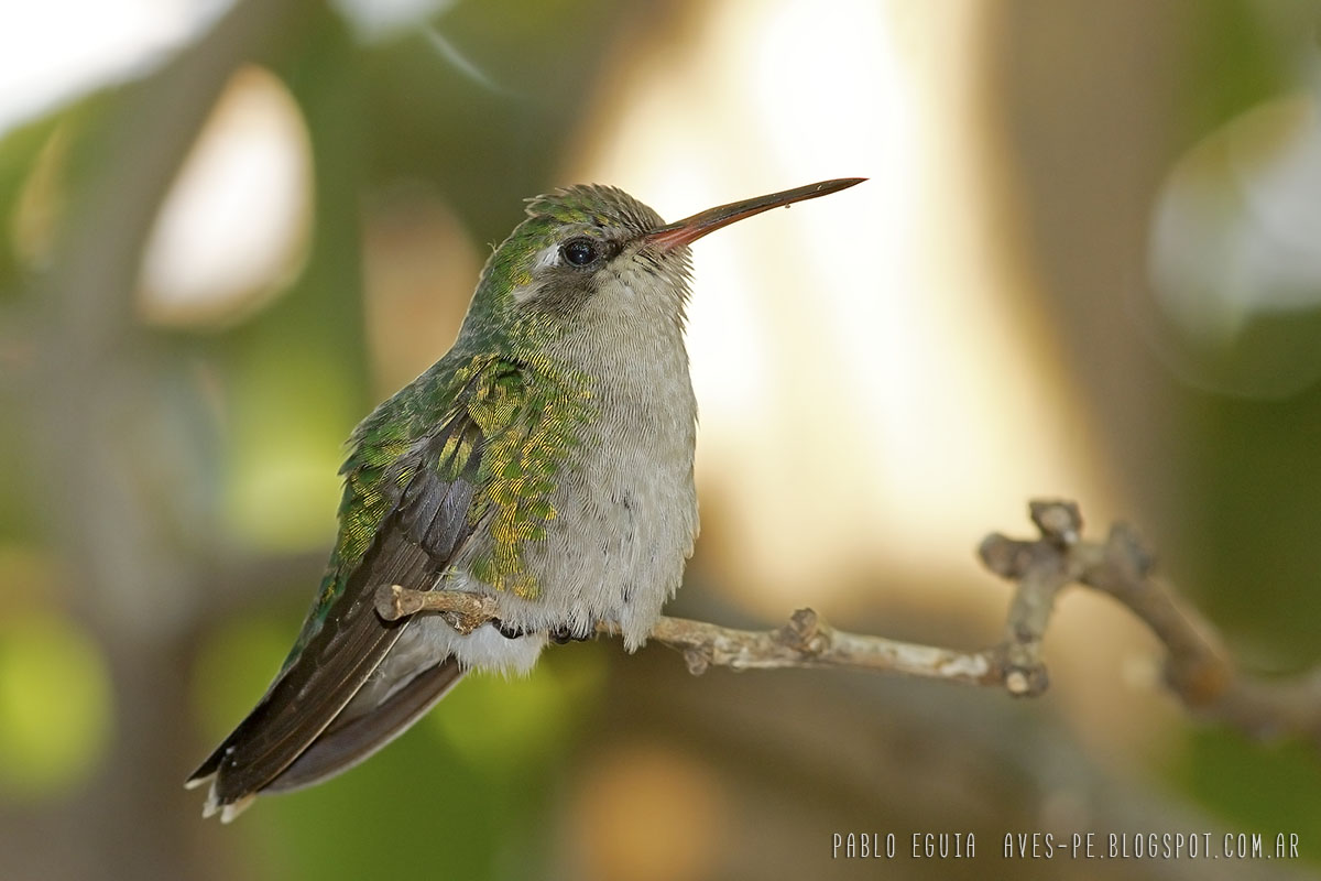 mis fotos de aves: Chlorostilbon lucidus Picaflor Verde Glittering ...