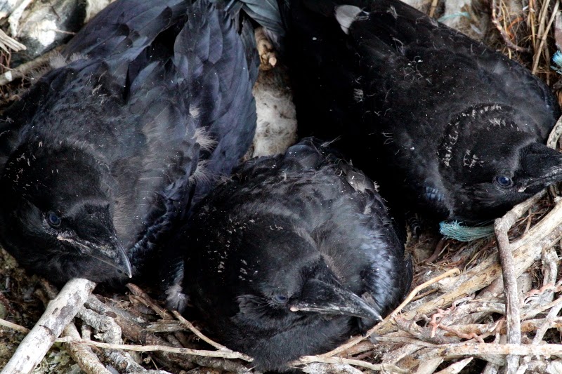 Dermot Breen's Blog: Nesting Ravens Part Two