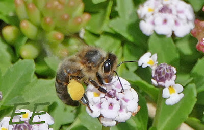 Mallorca es así también: La Primavera de los Insectos