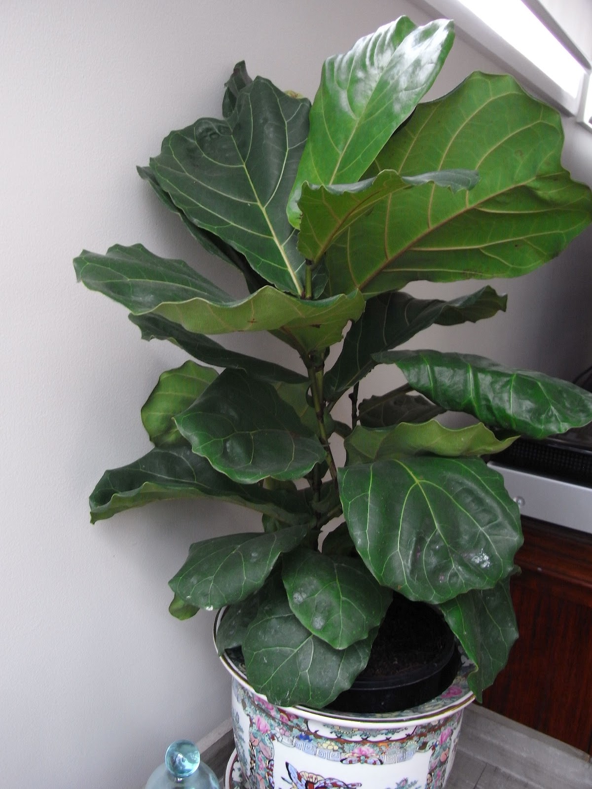 Jenni's beads: I Heart Macro - The Chinese Pot and the Fiddleback Fig Tree.