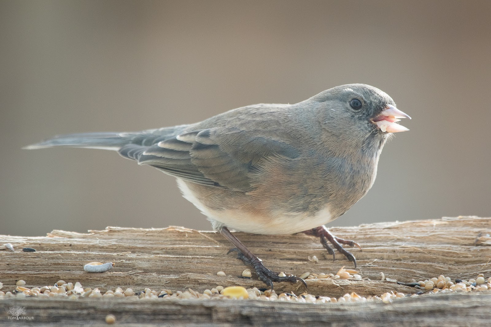 The Ohio Nature Blog: Female Dark-eyed Junco