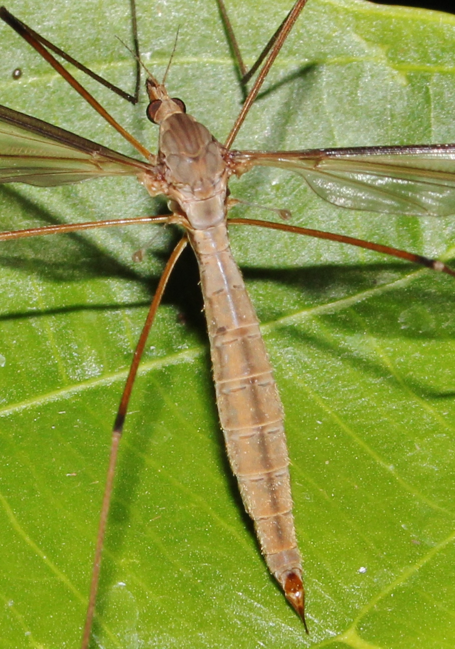 Biodiversity of Cyprus by NGO Protection of the Natural Heritage and ...