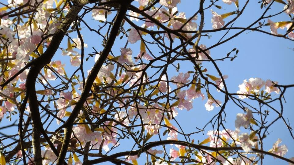 Photographic Handbook of Phil. Plants and Flowers: T