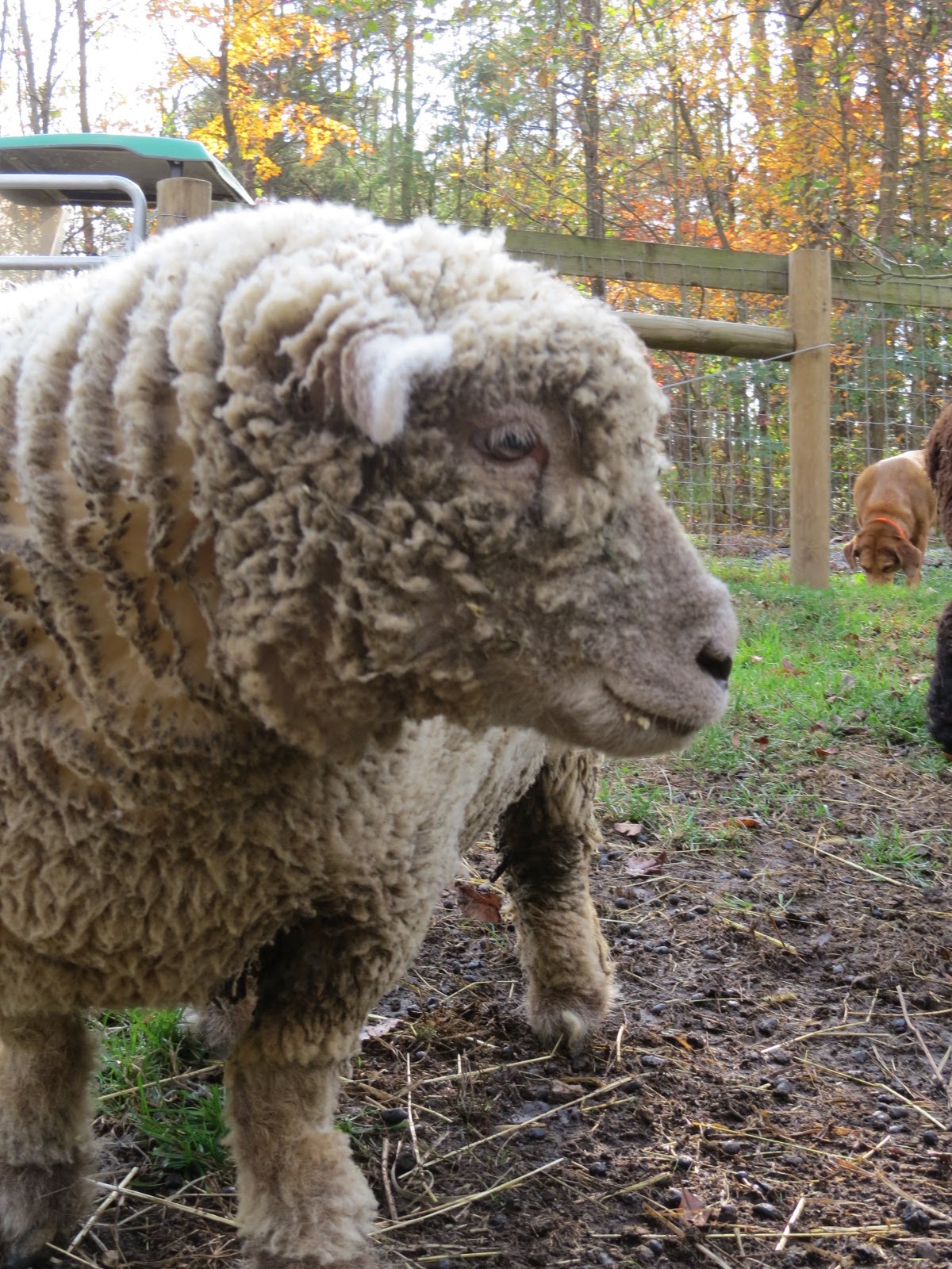 Trimming Sheep Hooves