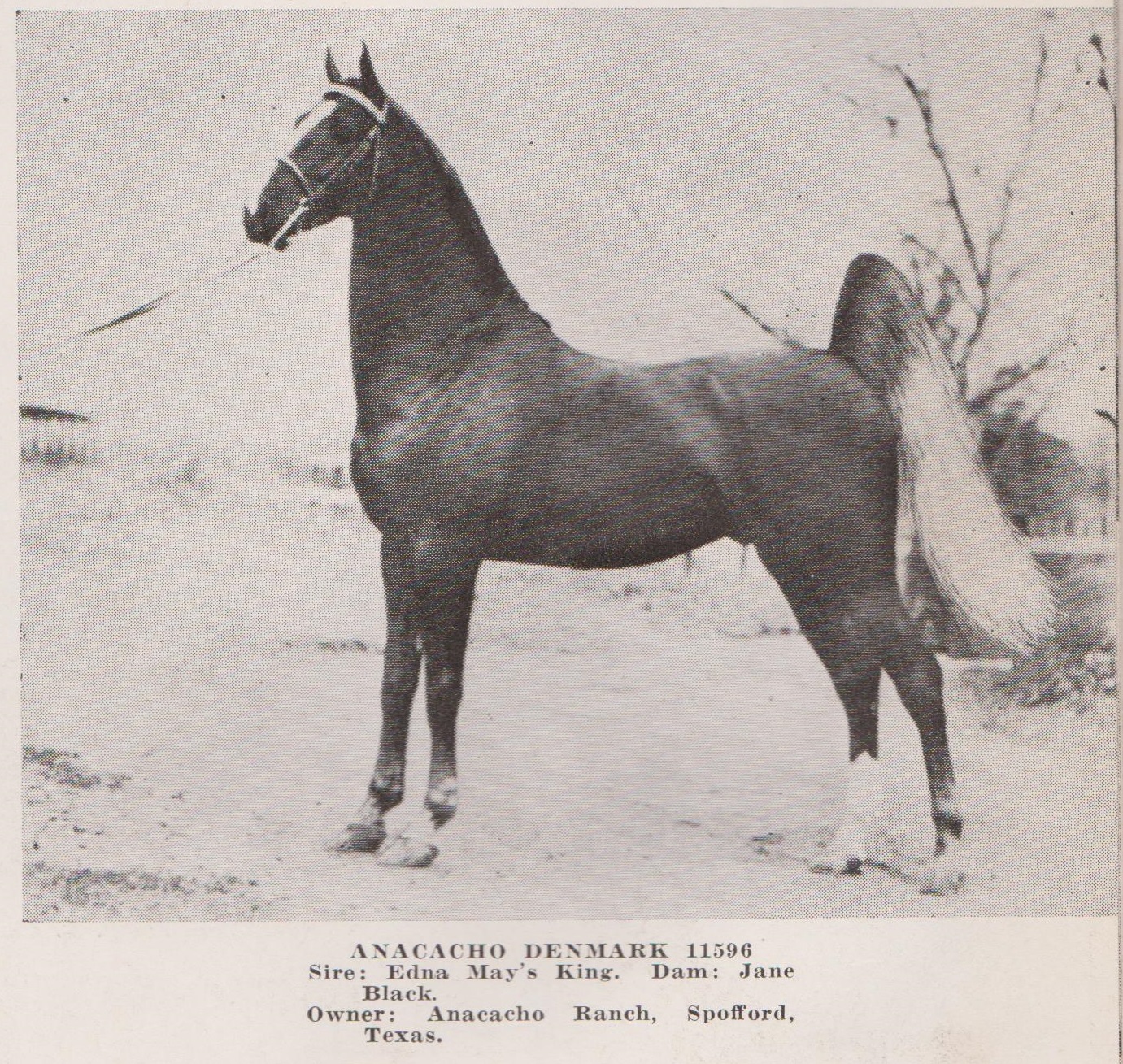 The American Saddlebred: 8/22/15 American Horseman from 1940, January ...