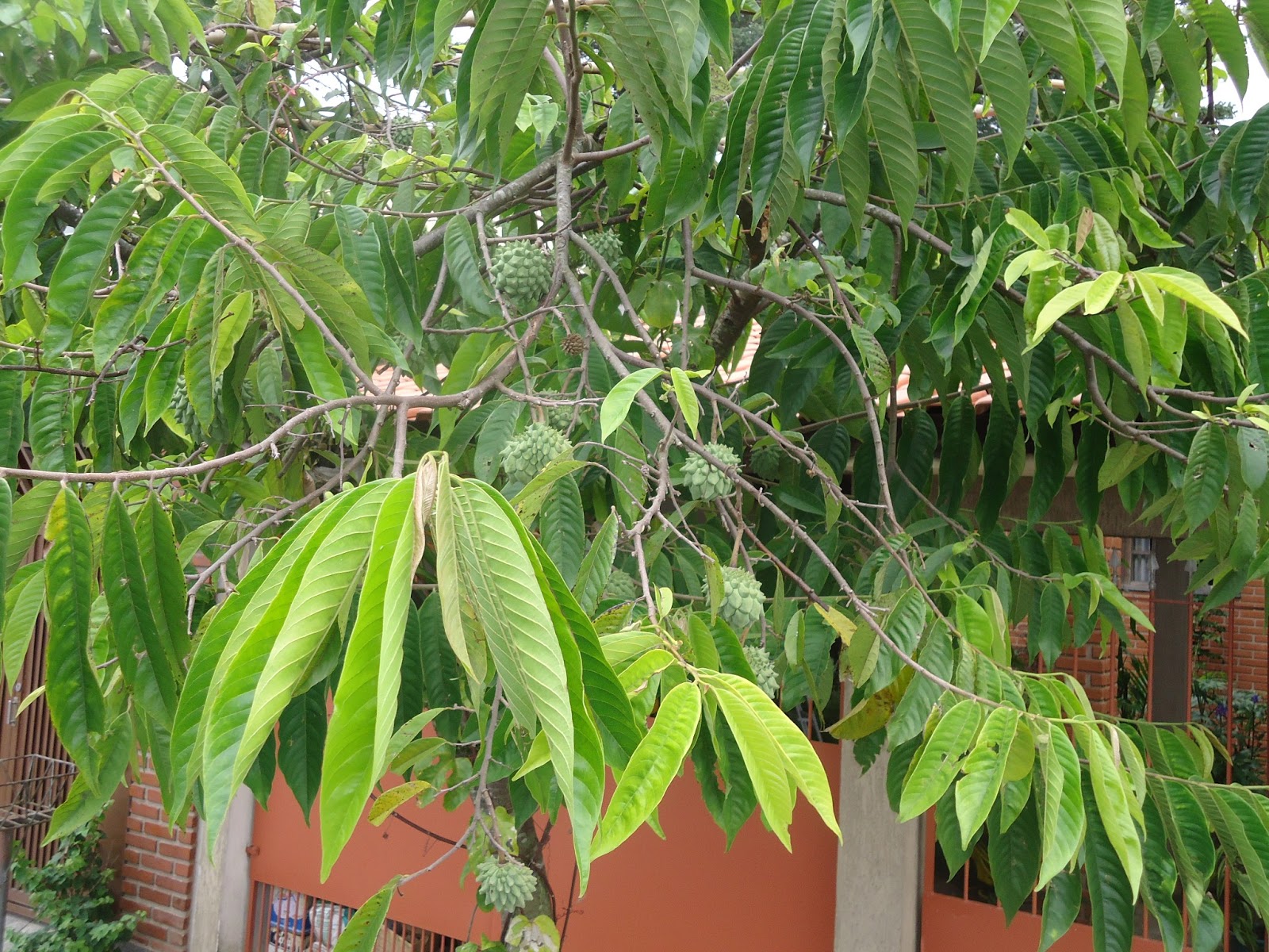 Maria das Plantas: Atemoia