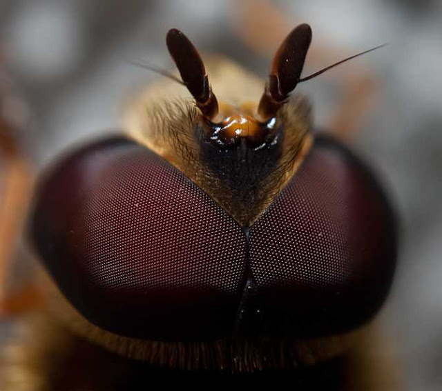 Polinizadores habituales: abejas y sírfidos