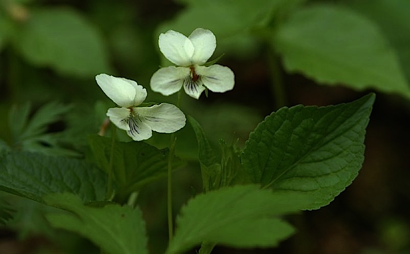 Field Biology in Southeastern Ohio: Violets, Trilliums, and April ...
