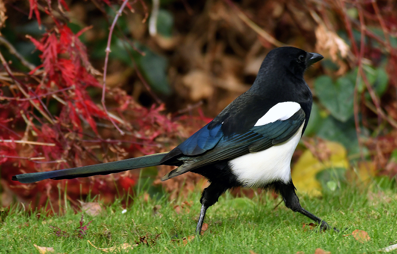 Jozef van der Heijden - Natuurfotografie: Eksters zijn brutale alleseters