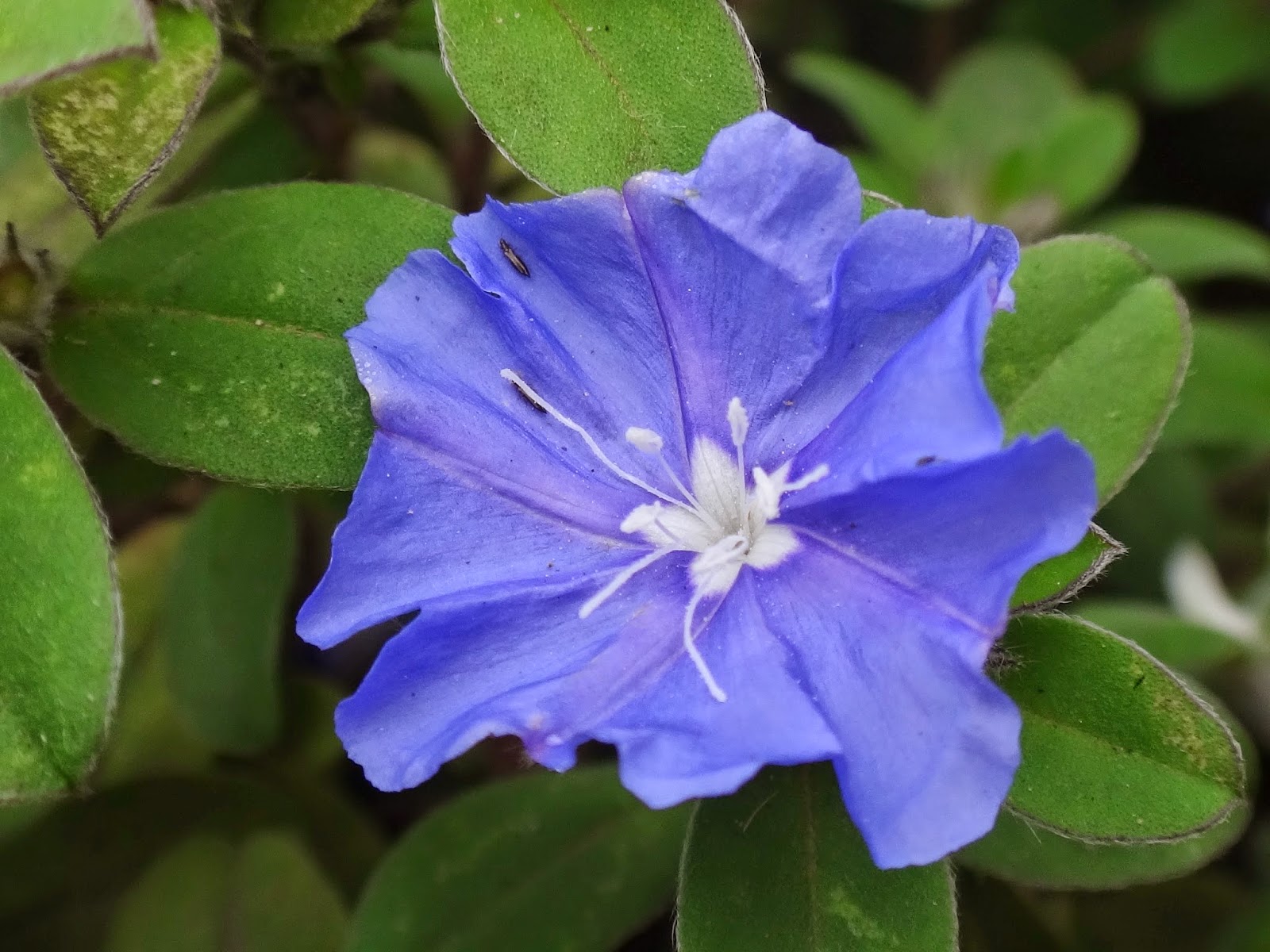 Uma flor por dia: Azulzinha