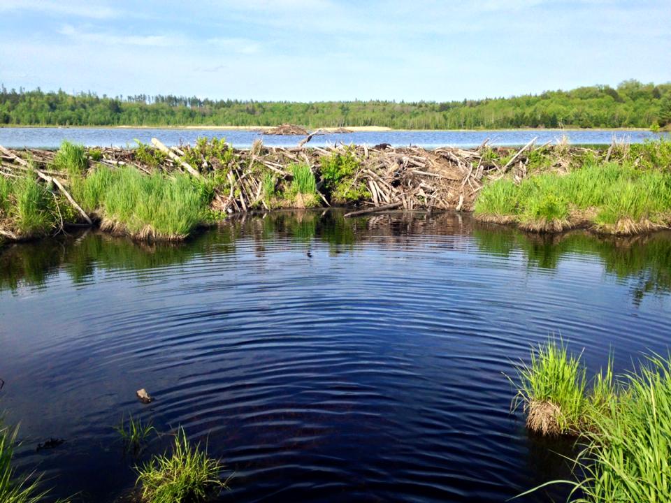 Northeast Adventures: Washington Mountain Marsh Trail