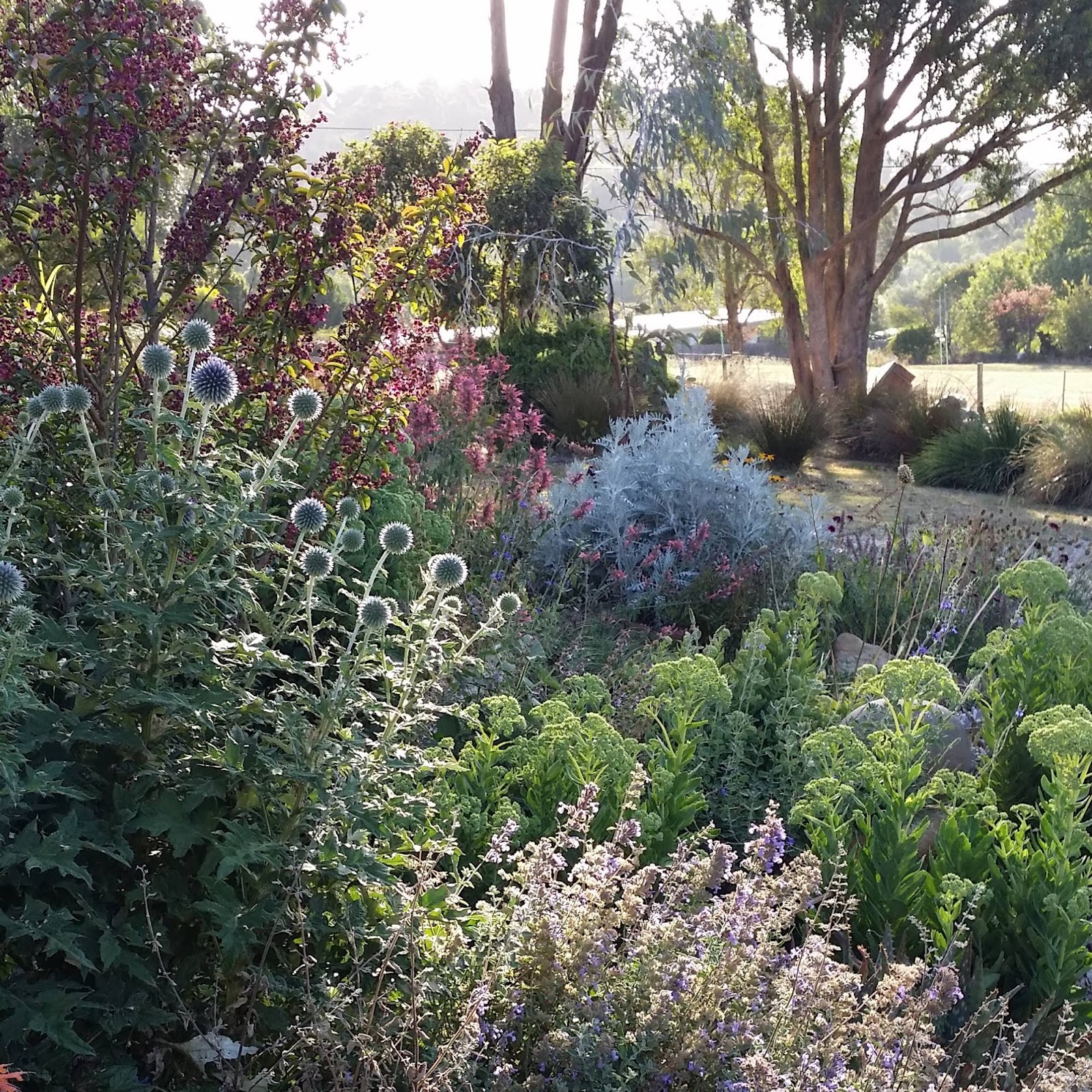 a little gentian: Artist Clare James