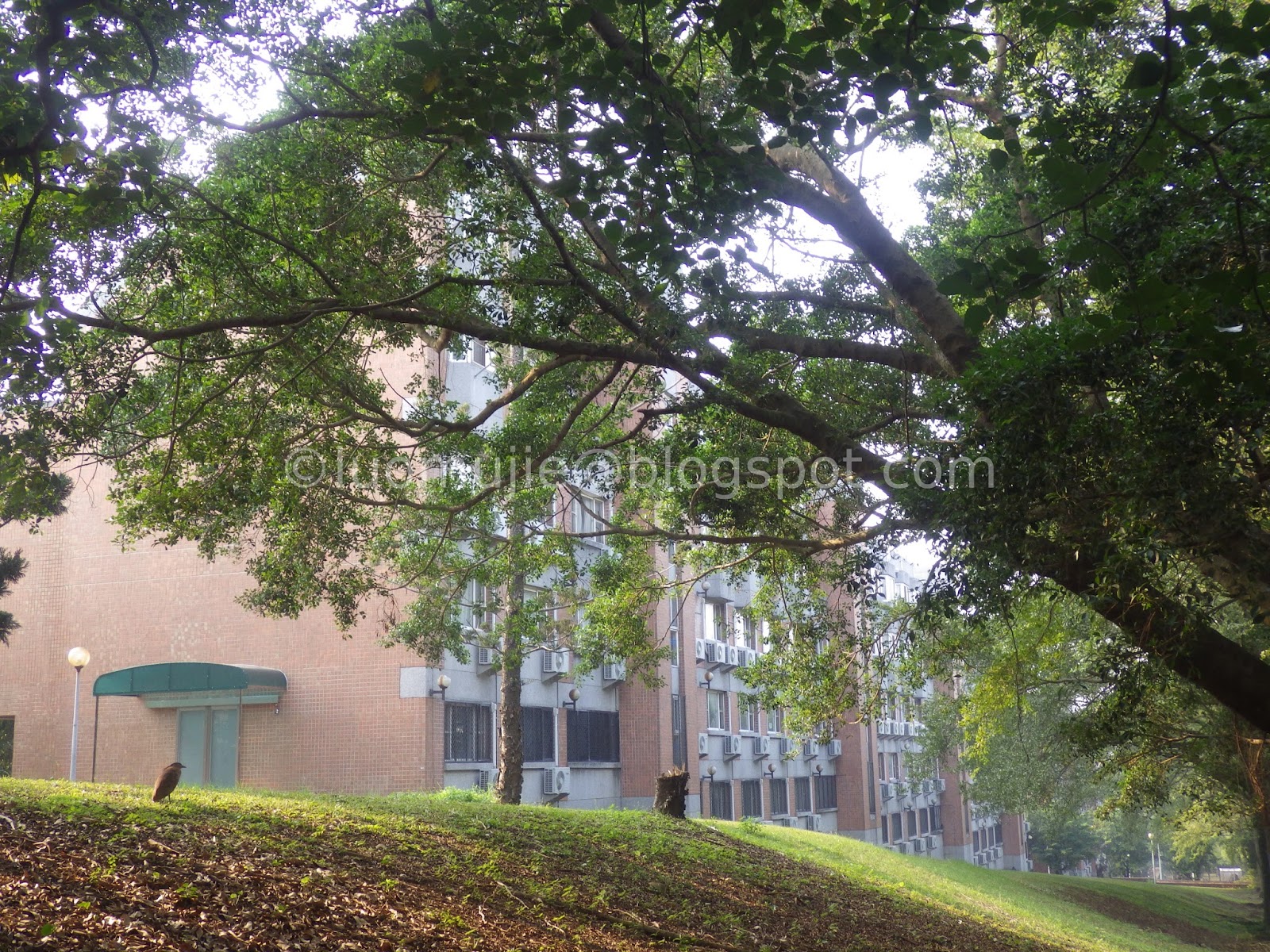 Meteor Garden (流星花園) real-life university - National Chung Cheng ...