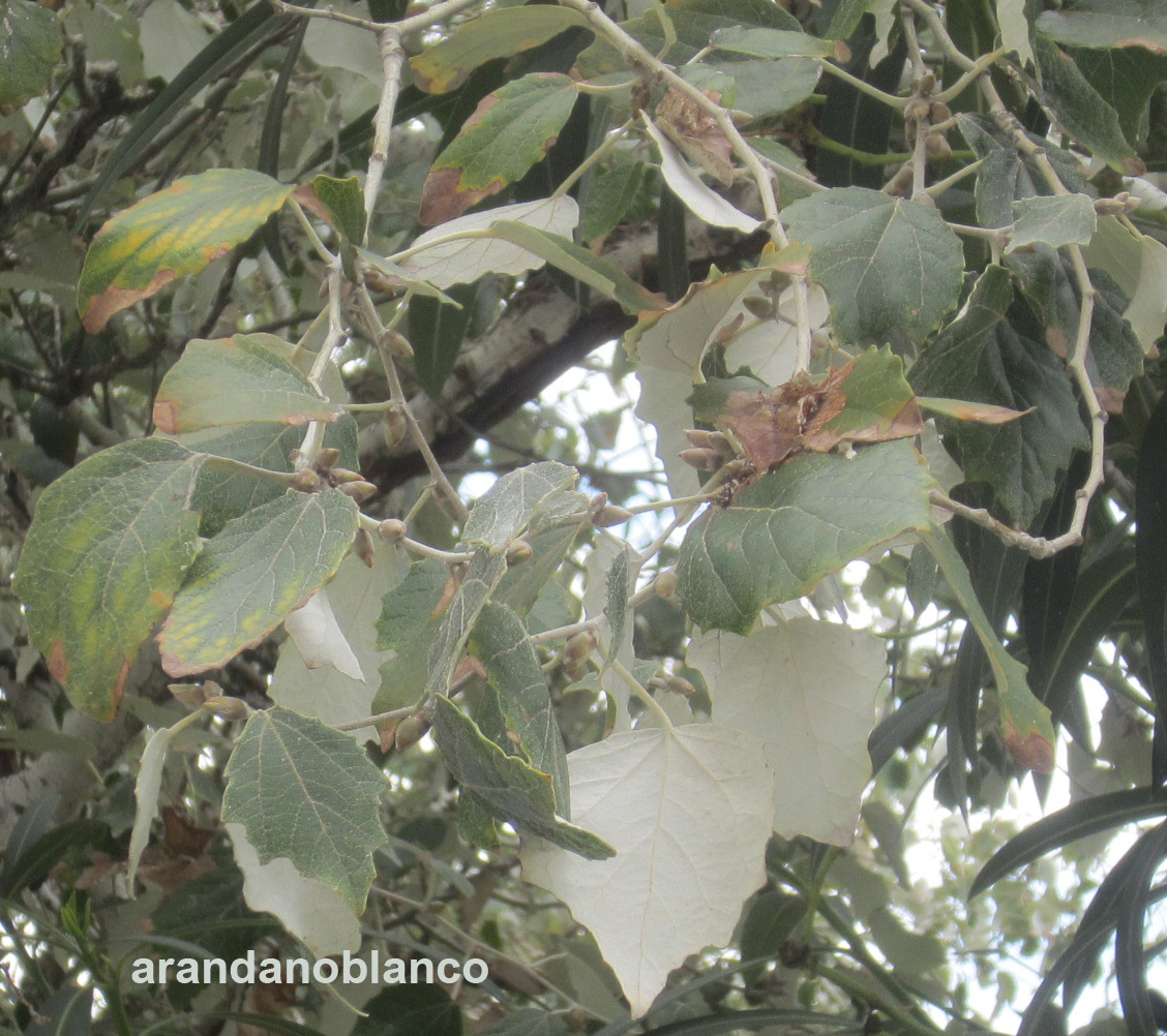 elarbolmiamigo-encinarosa: Populus / Álamo blanco / Populus alba ...