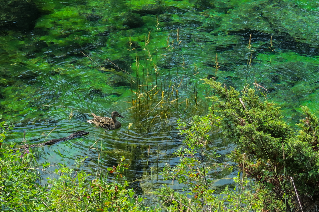 A Map and a Mustang: Marvelous marmots