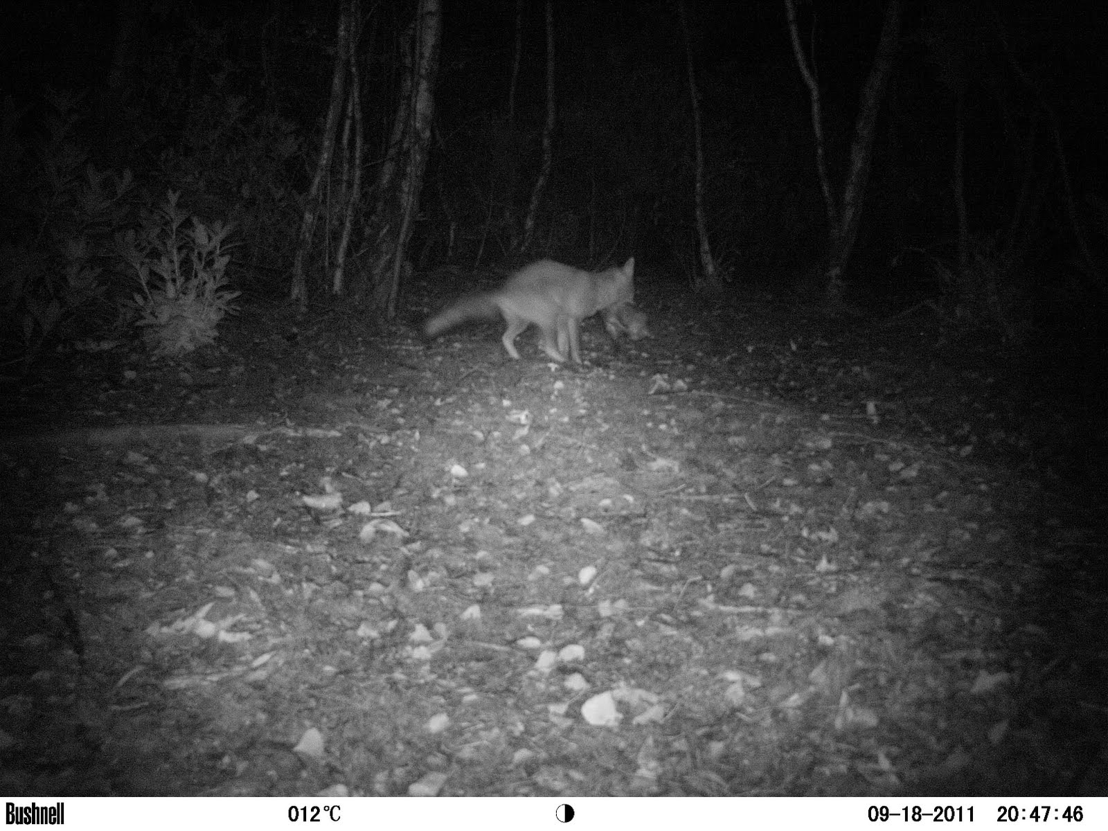 bigcatdetective: Fox carrying rabbit