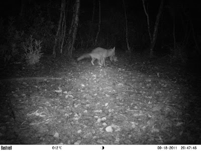 bigcatdetective: Fox carrying rabbit