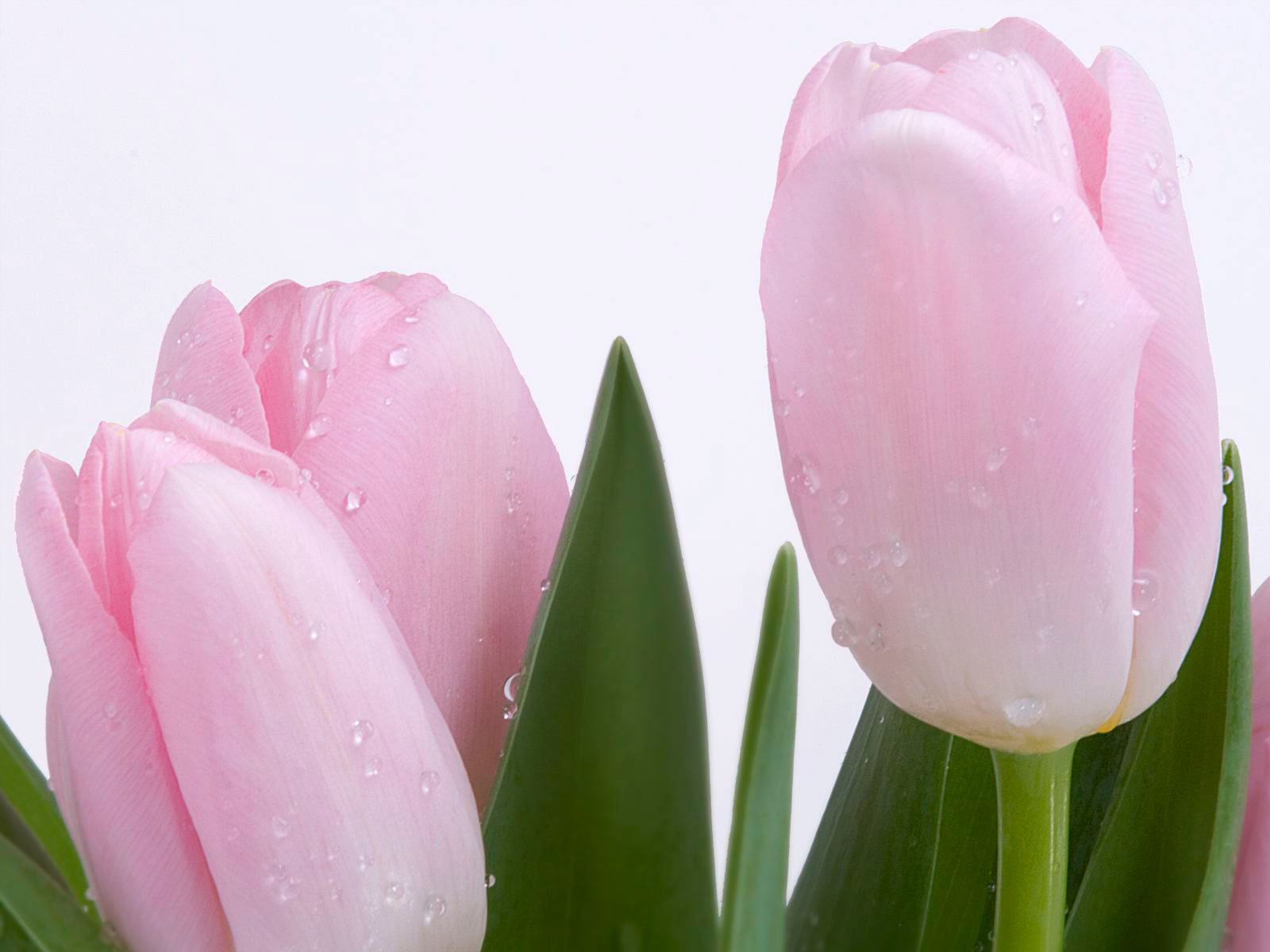 one time: Keunikan Bunga Tulip