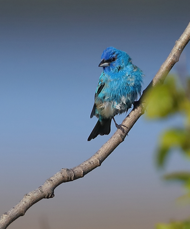 See What I See: Ocean City NJ wildlife -small birds