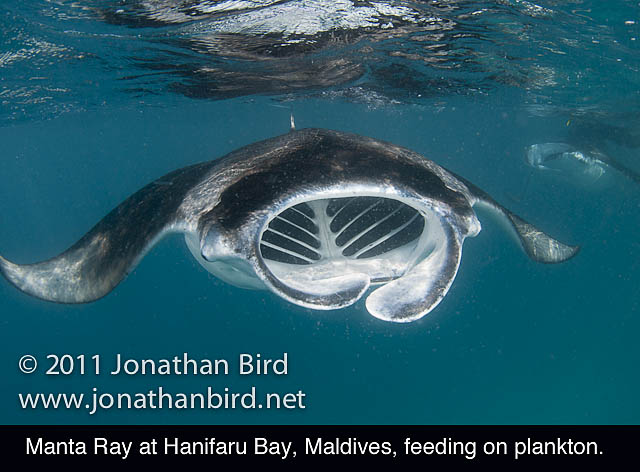 Jonathan Bird's Blue World