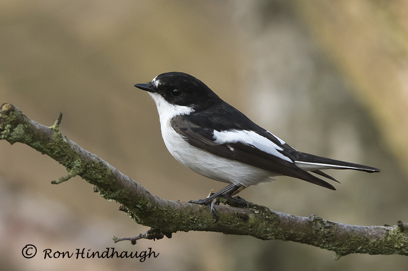 notmanywords: Muggleswick