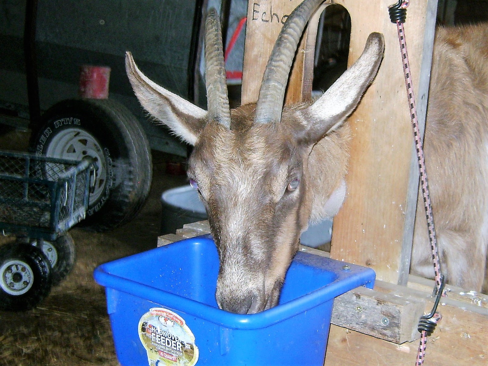 Ole Lake Farm: The Goat Solution